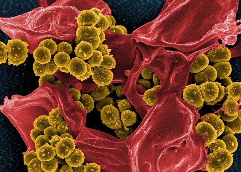 Characterizing the Tumor Microbiome: Bacteria Found in Tumors May ...