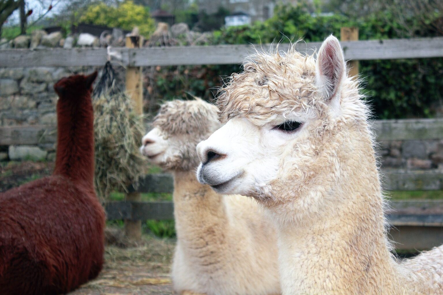 Scientists Use Llama Antibodies to Neutralize COVID-19 - Xtalks