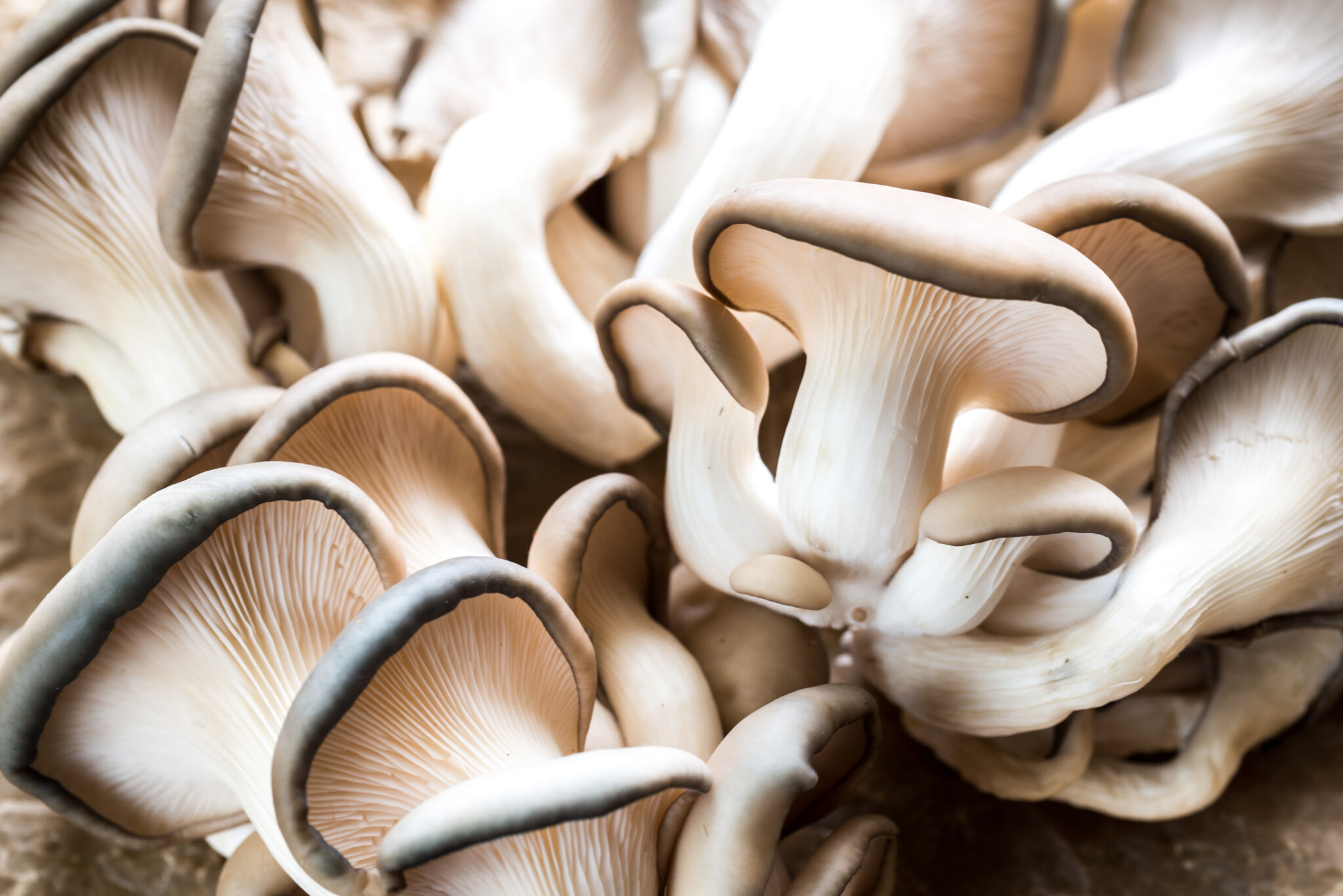 Realizing the Potential of Mushrooms as Meat Alternatives - Xtalks