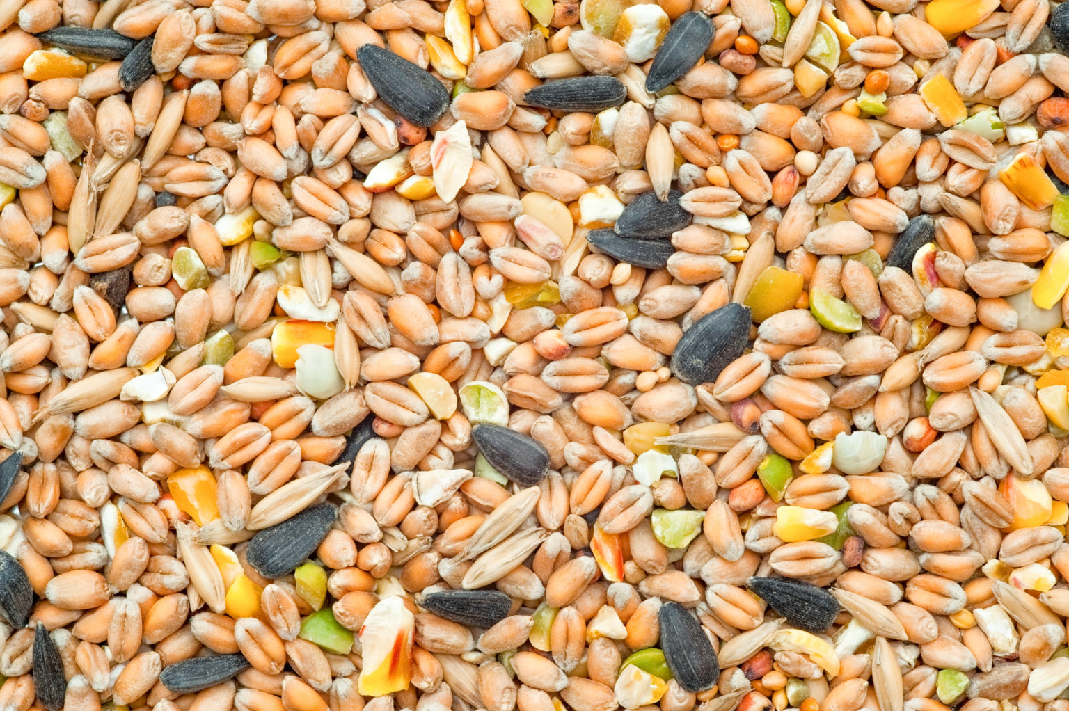 Is Seed-Based the New Plant-Based? - Xtalks